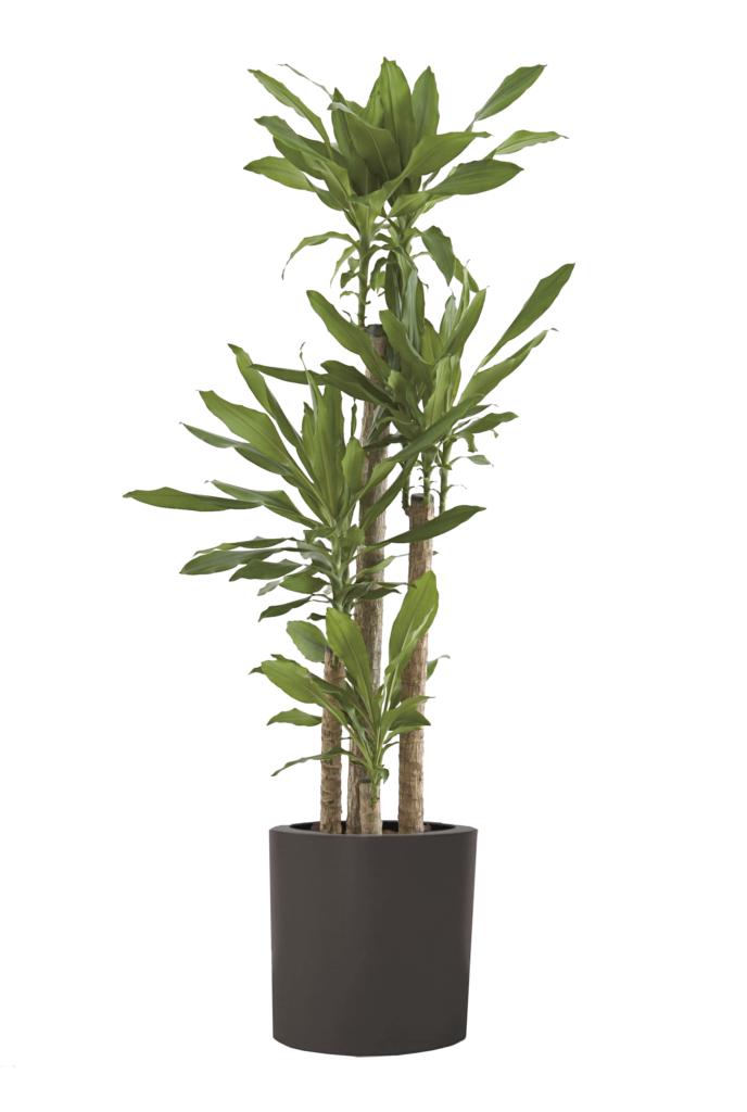 Dracaena Fragrans – Plantopedia